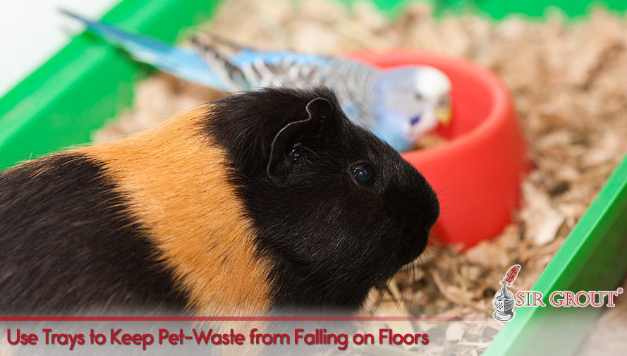 Tips for Pet Owners - Sir Grout